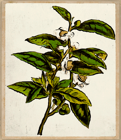 How to Brew Green Tea | Dancing Goats® Coffee